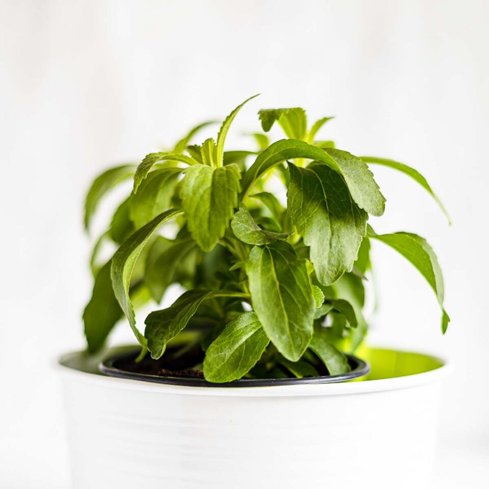 Change Your Life With Stevia Plant