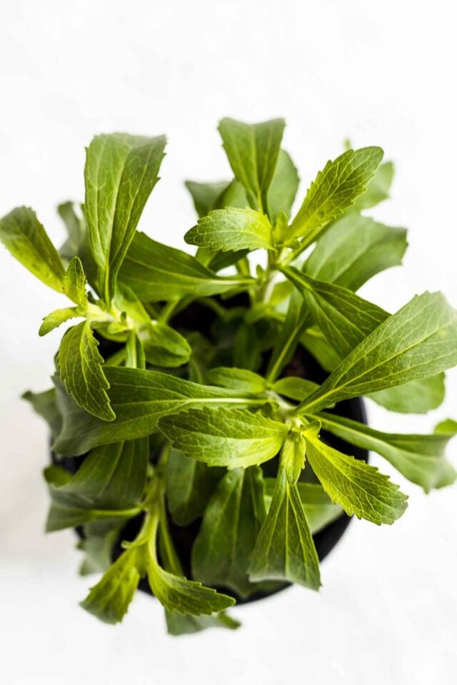 Change Your Life With Stevia Plant
